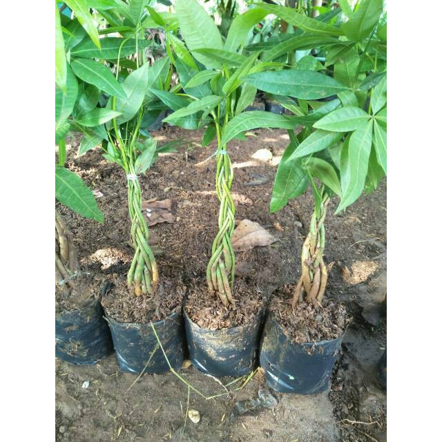 Jual Tanaman hias pachira kepang 6 - pacira money tree | Shopee Indonesia
