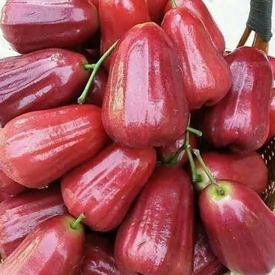Jual Jambu Citra Segar Tanpa Biji | Buah Jambu Air Citra | Shopee Indonesia