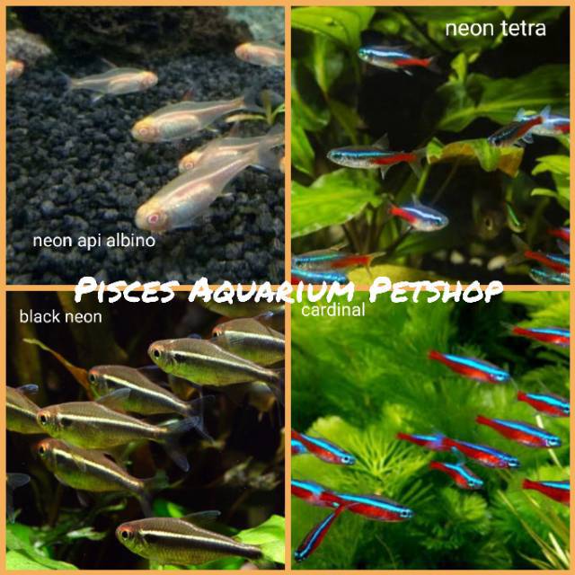 Jual IKAN HIAS NEON CARDINAL TETRA FISH | Shopee Indonesia
