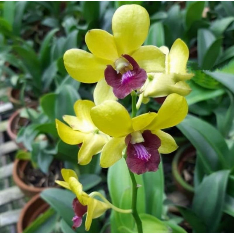 Jual Pohon Anggrek Dendrobium Dewasa Everlasting Love / Bunga Kuning ...
