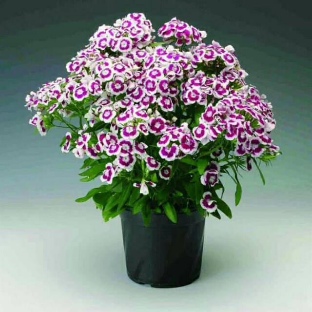 Jual Tanaman hias bunga anyelir bunga ungu putih - dianthus purple ...