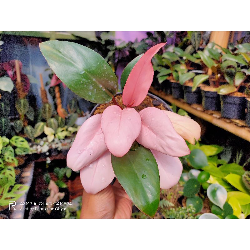 Jual PHILO PING CONGO (PINK KONSISTEN) | Shopee Indonesia
