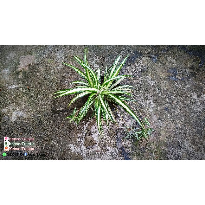 Jual Tanaman Hias Bunga Gantung Spider Plants (Chlorophytum Comosum ...