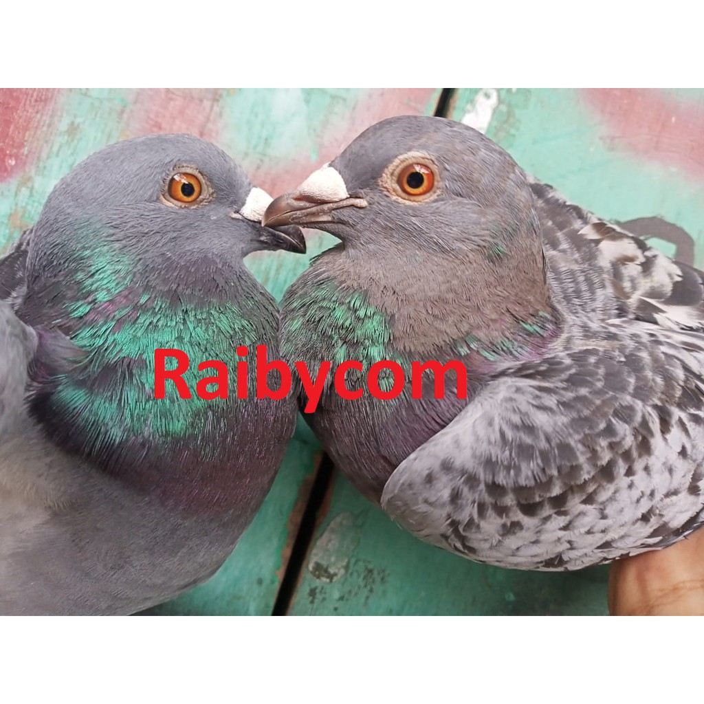 Jual Burung Merpati Pos Racing Pigeon Long Distance Trah Import Belgia ...
