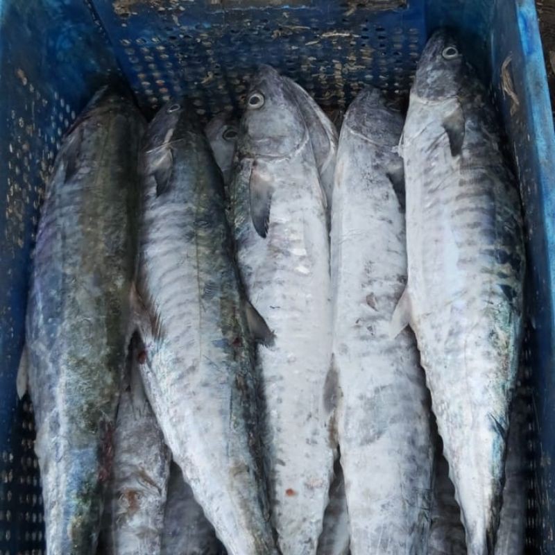 Jual Ikan tenggiri batang | Shopee Indonesia
