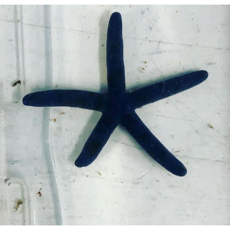 Jual Bintang laut biru asli | Shopee Indonesia