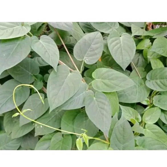 Jual Daun Kentutan Atau Simbukan Segar 250 gram | Shopee Indonesia