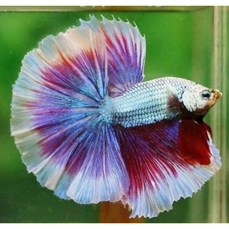 Jual ikan cupang jenis hm ukuran S | Shopee Indonesia