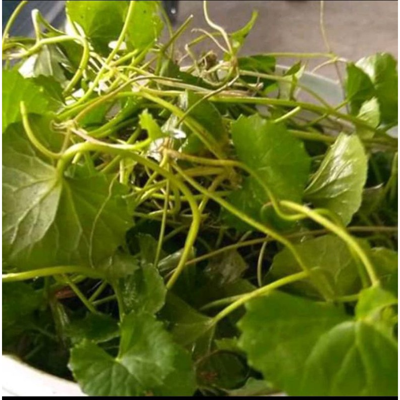 Jual daun pegangan/ antanan segar 1kg | Shopee Indonesia