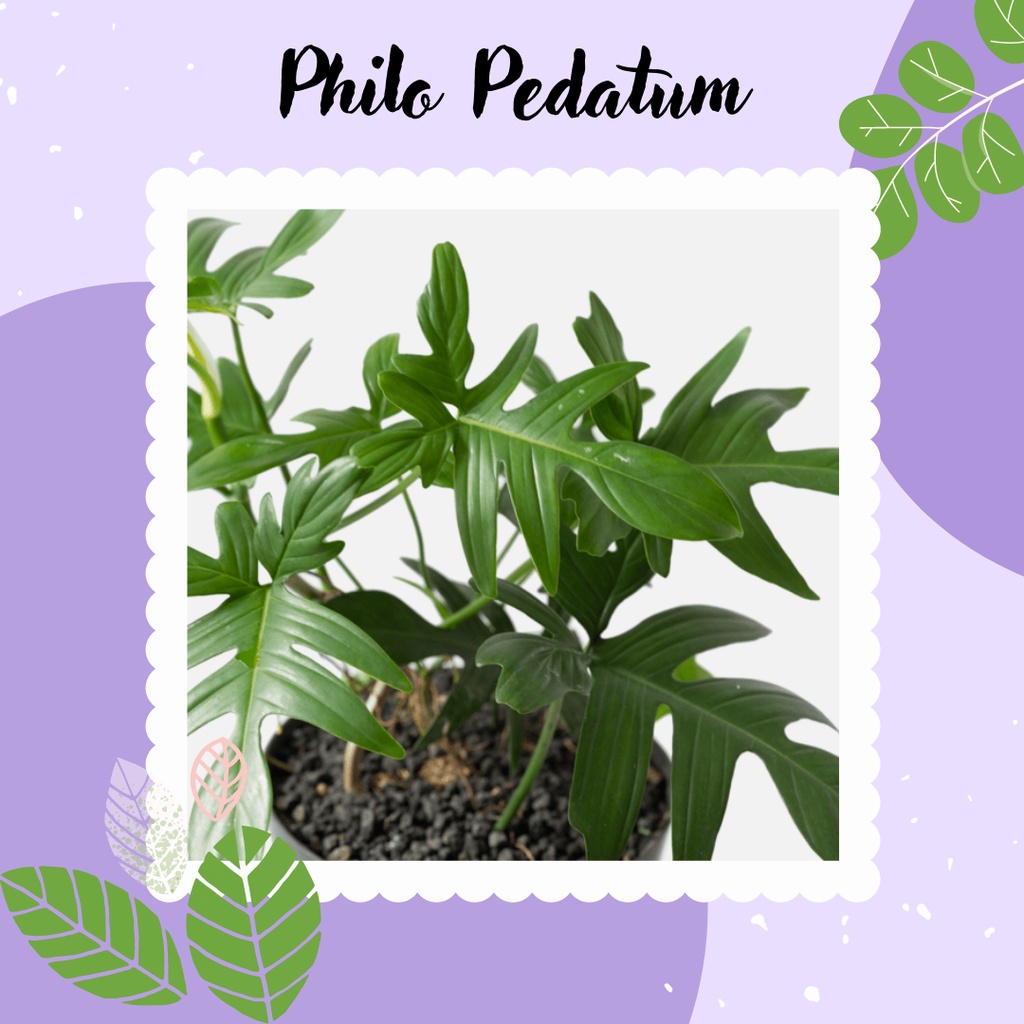 Jual Tanaman Hias Philo Tanaman Koleksi Philodendron Pedatum Philo ...