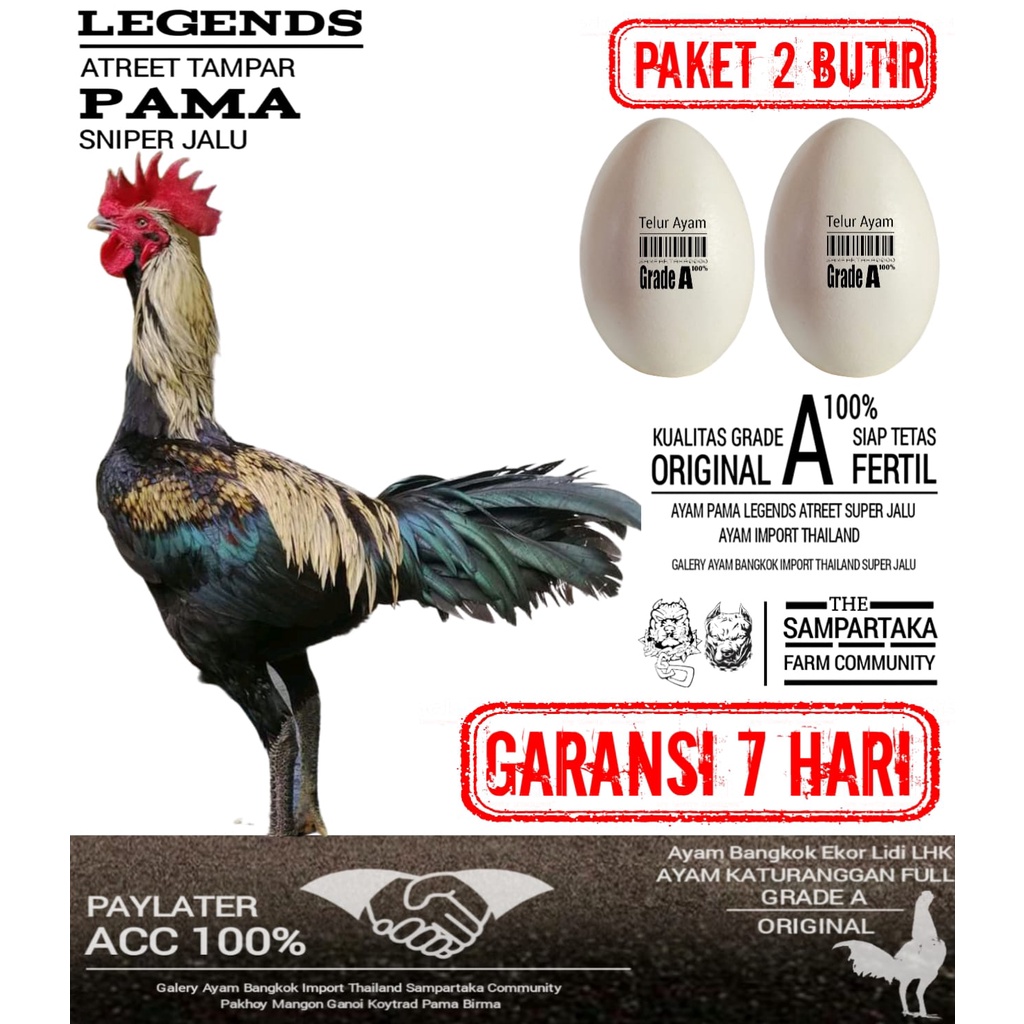 Jual ayam bangkok pama IQ kamlang basah telur fertil pyong yang birma ...