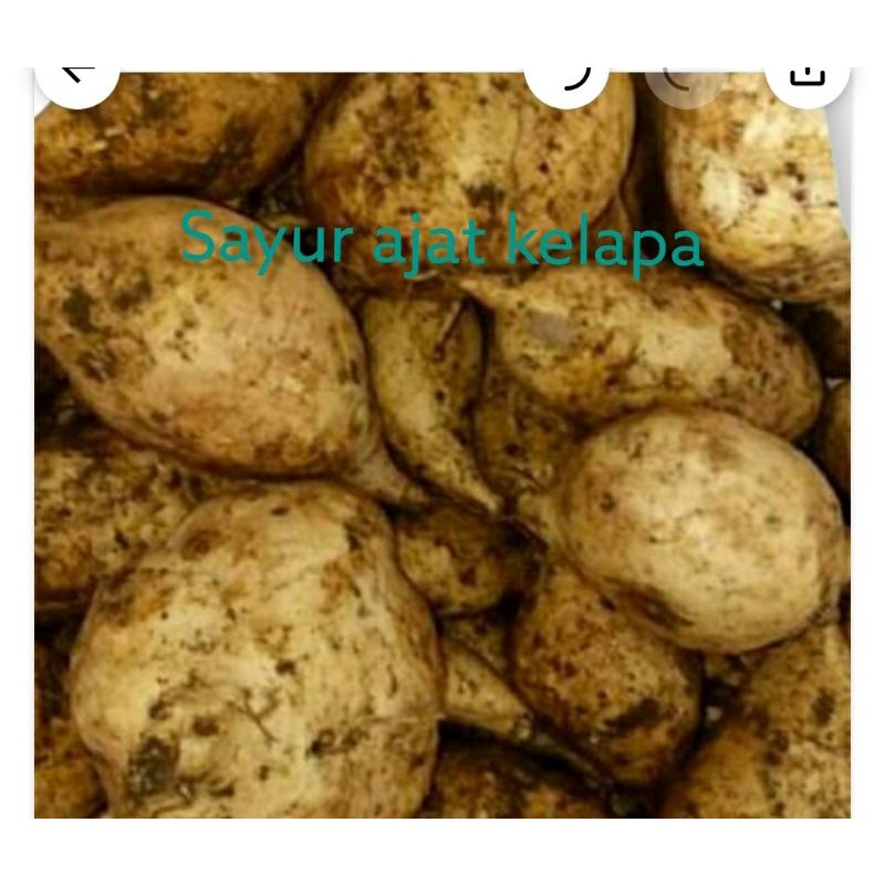 Jual Ubi putih 1 kg | Shopee Indonesia