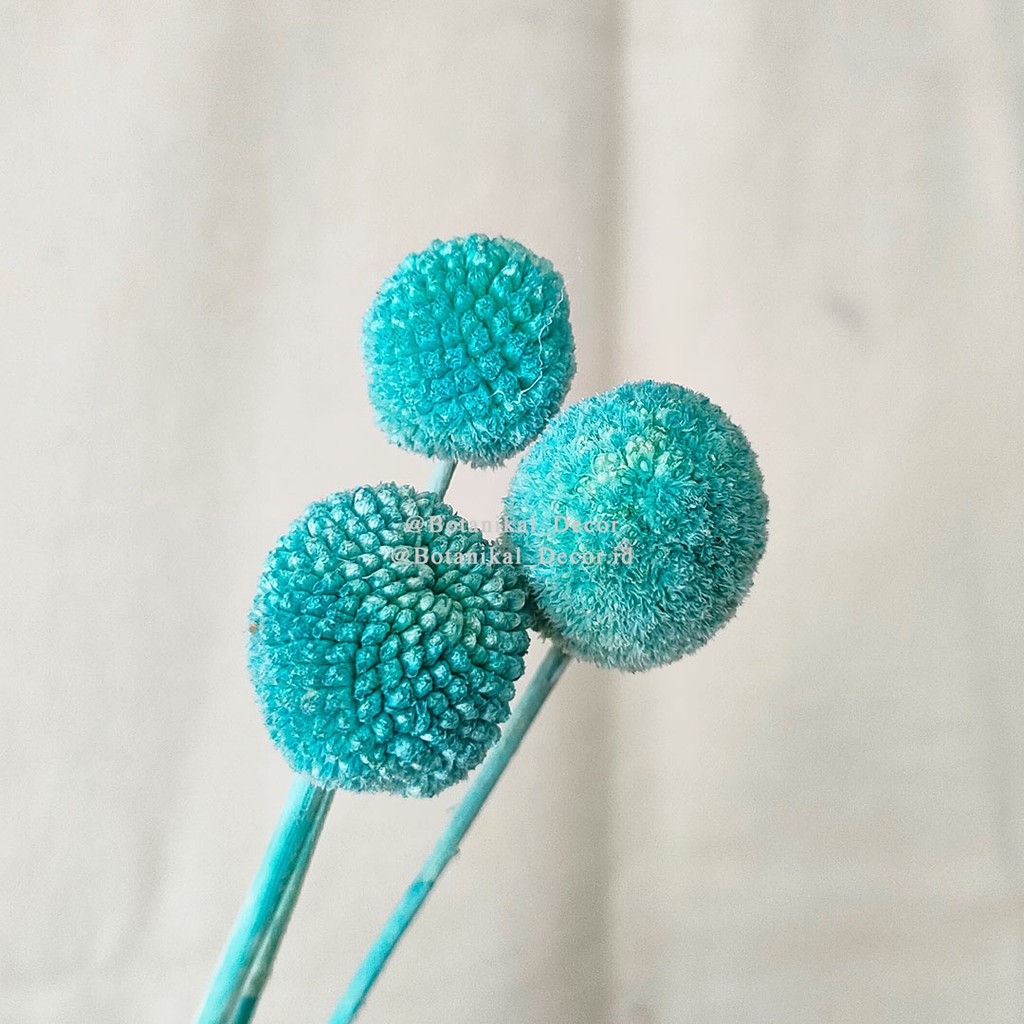 Jual Dried Flower Billy Button Bunga Craspedia Globosa Benth Bunga ...