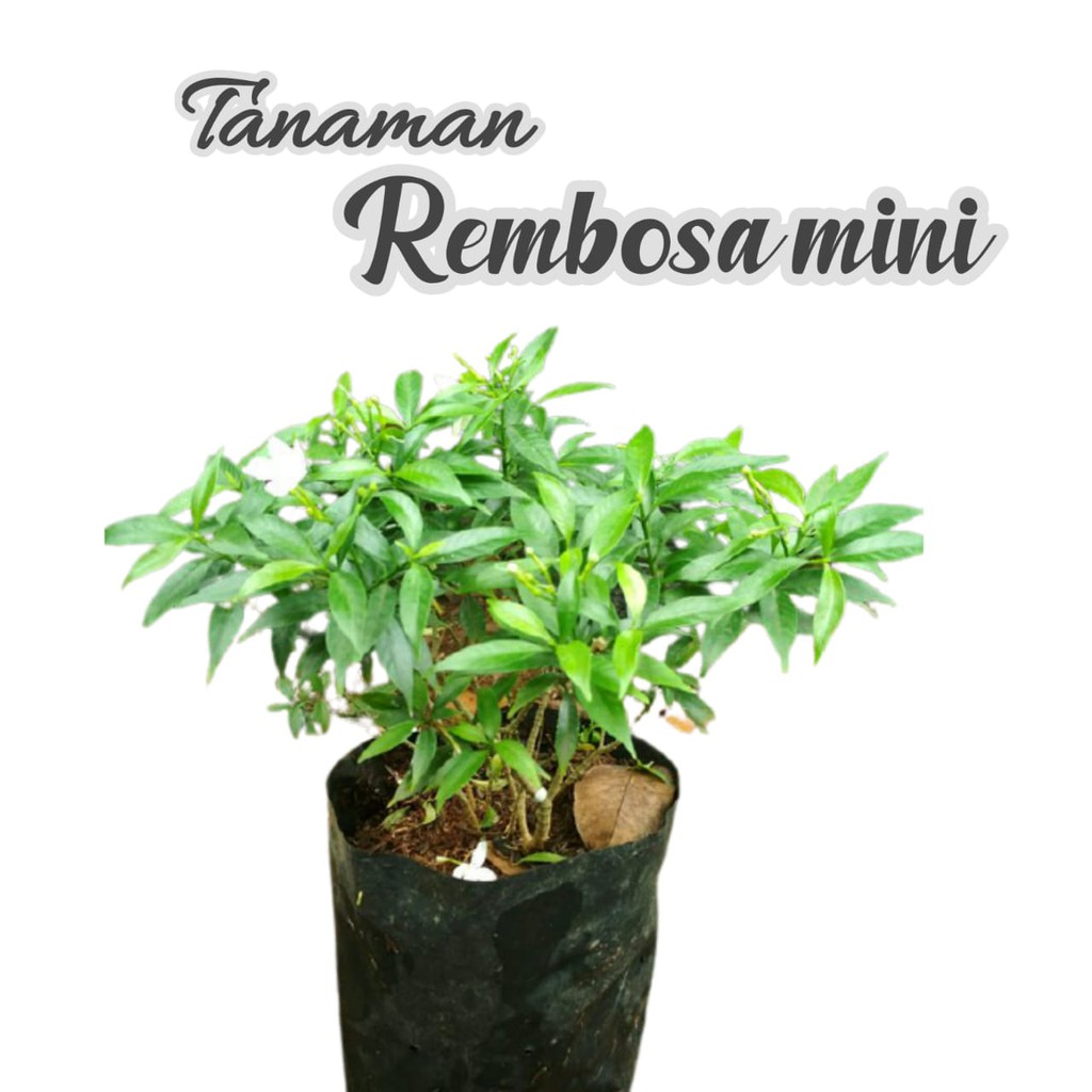 Jual TANAMAN HIAS REMBOSA MINI / POHON HIAS REMBOSA MINI / REMBOSA MINI ...