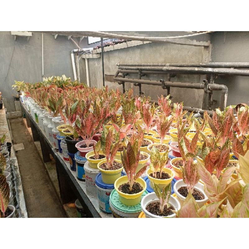 Jual Aglonema Pride Of Sumatra | Tanaman Red Sumatra | POS | RedSum ...