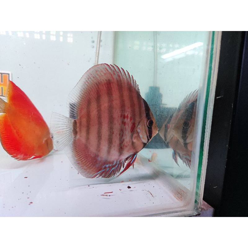 Jual Discus Red Alenquer 3.5inch | Shopee Indonesia