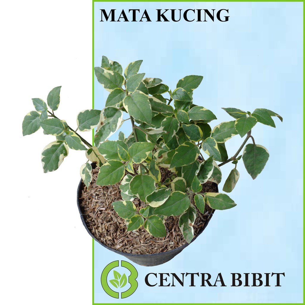 Jual Tanaman Daun Mata Kucing | Shopee Indonesia