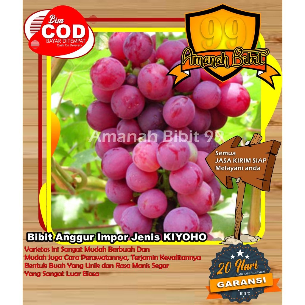 Jual Bibit Buah anggur jenis ISABELLA sangat mudah berbuah dan ...