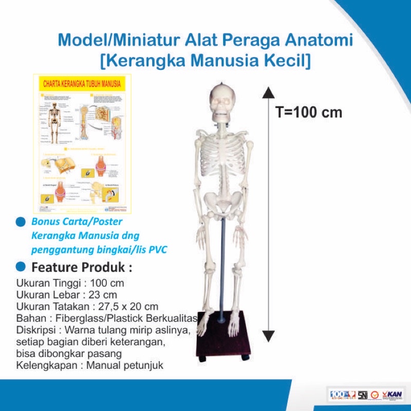 Jual [Original Produk] Model Anatomi Kerangka Manusia kecil 100 cm ...