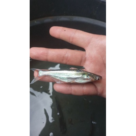 Jual bibit ikan patin ukuran 7-8 cm | Shopee Indonesia
