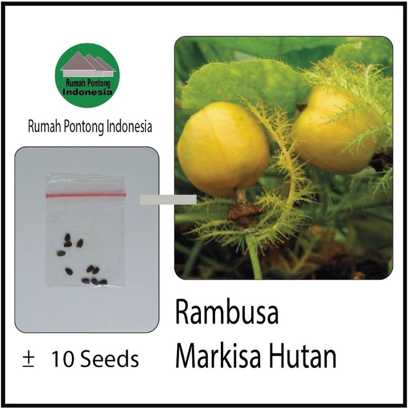 Jual 10 Biji Benih Markisa Hutan, Rambusa, Tanaman merambat, buahnya ...