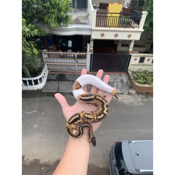 Jual Ball Python Pied Shopee Indonesia