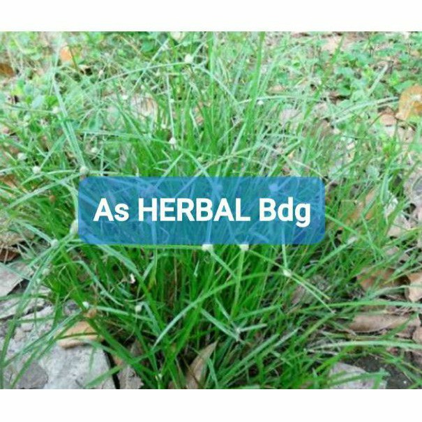 Jual Daun pendul rumput pendul tanaman pendul 500 gram | Shopee Indonesia