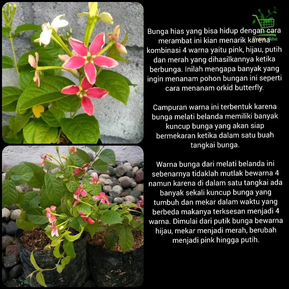 Jual Bibit Tanaman Bunga Melati Belanda Pink - Holland Hias Outdoor ...
