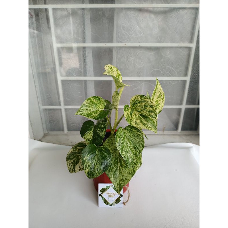 Jual Sirih Marble Queen , Tanaman hias | Shopee Indonesia