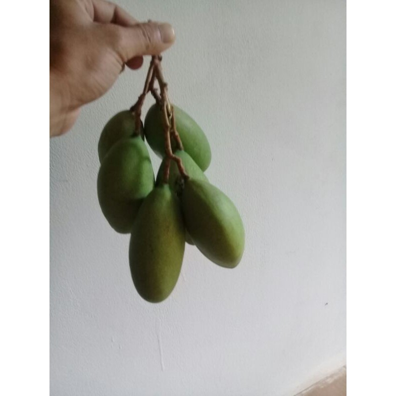 Jual Buah mangga muda segar baru di petik per 1kg | Shopee Indonesia