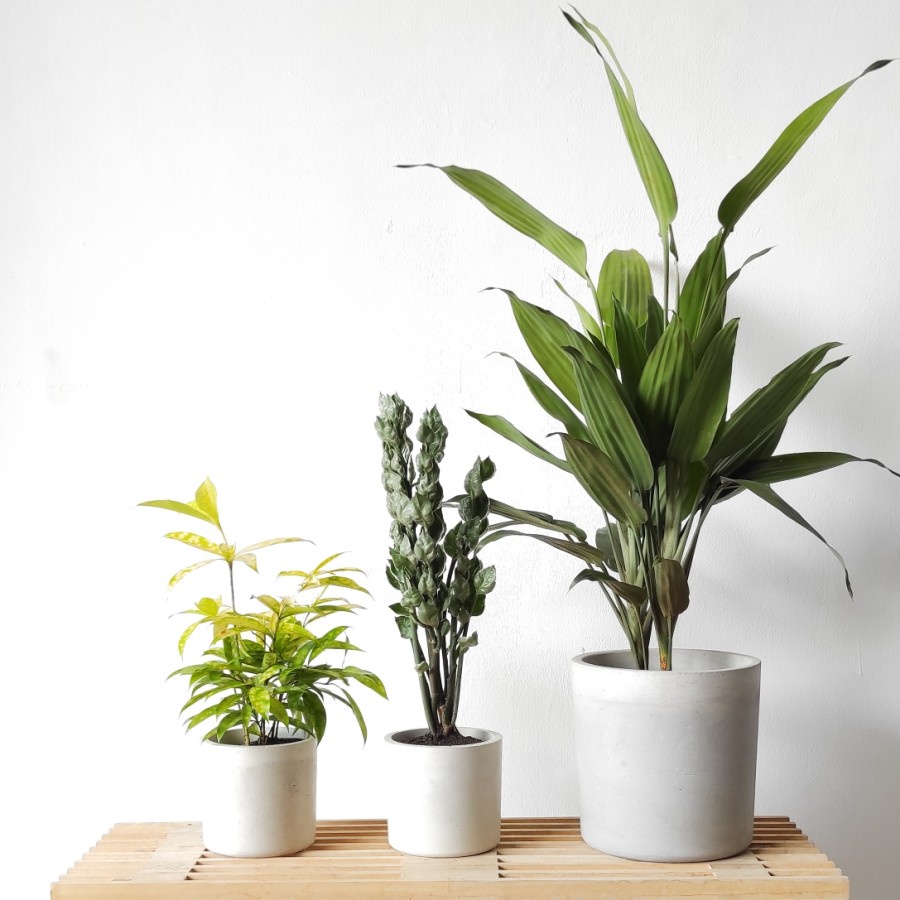 Jual UNGARAN Indoor Jungle Room | Paket Tanaman Hias Indoor dan Pot ...