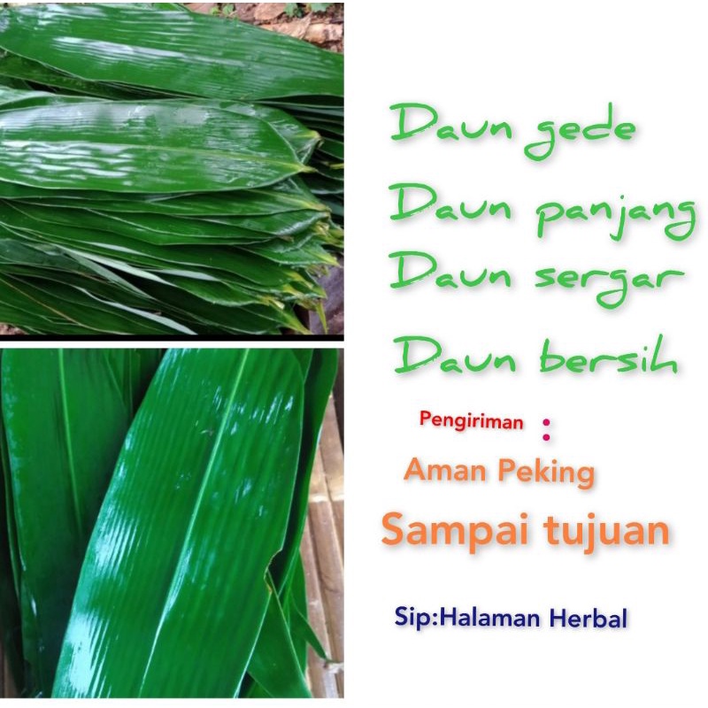 Jual Daun bungkus bacang/500 gram | Shopee Indonesia