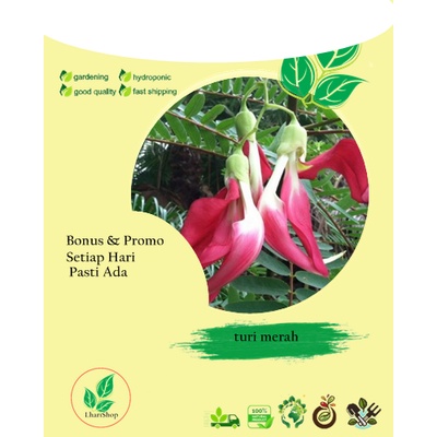 Jual 25butir biji benih tanaman sayur turi merah benih sayuran benih ...