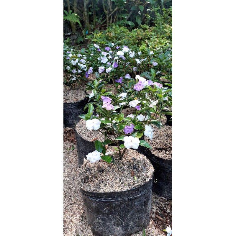 Jual Tanaman Hias Melati Costa Bunga Ungu Putih / Tanaman Hias Hidup ...