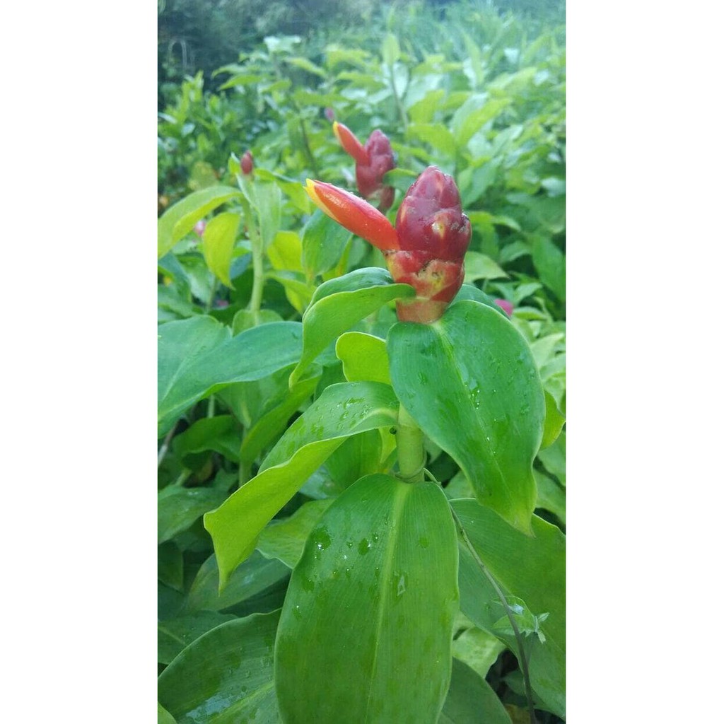 Jual tanaman pacing pentul | Shopee Indonesia