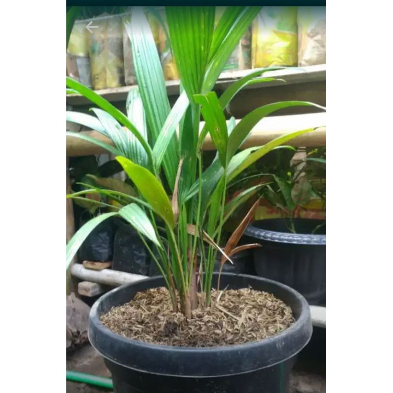 Jual Tanaman Palm Merah Bibit Pohon Palem Merah | Shopee Indonesia