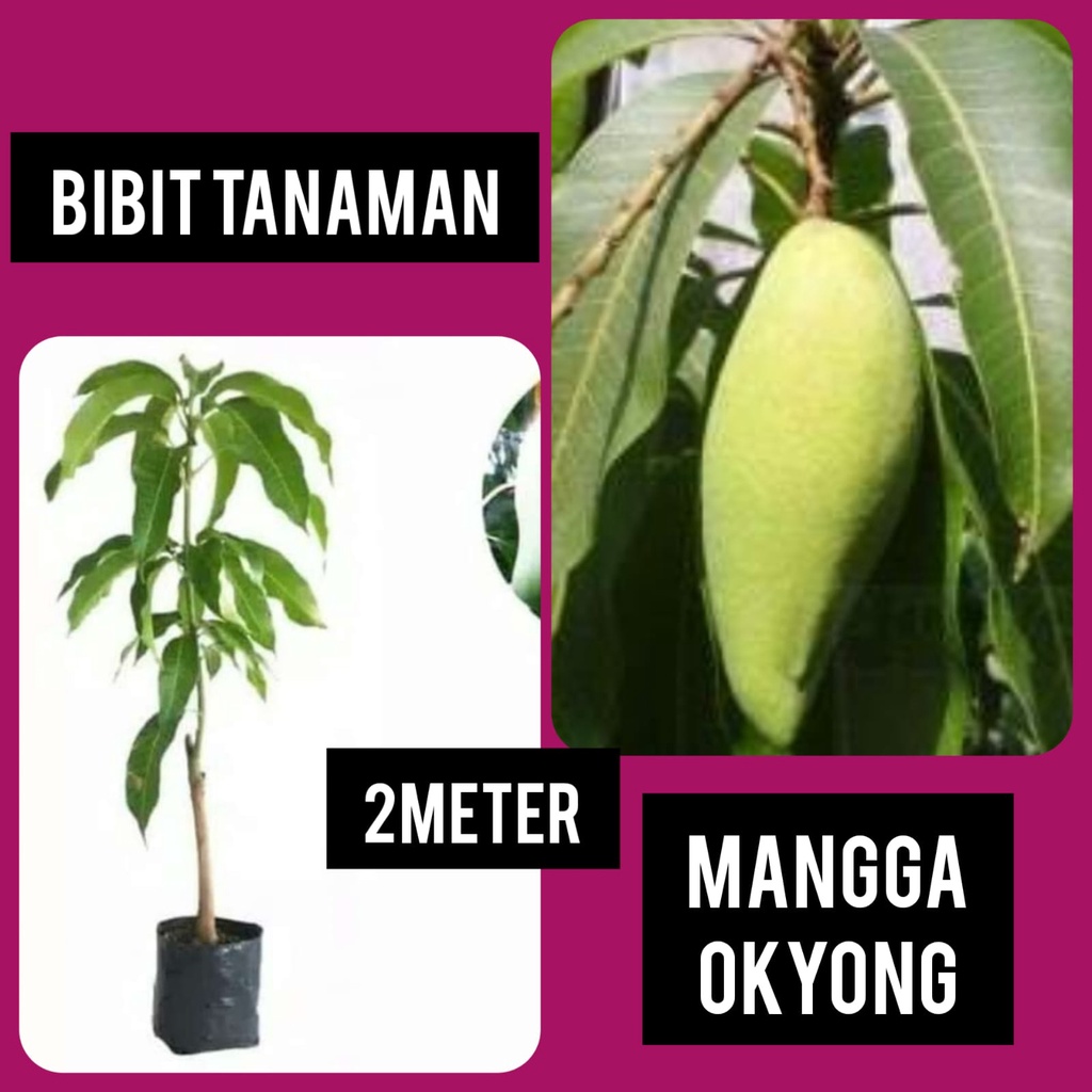 Jual Bibit Mangga Okyong 2 Meter Batang Seukuran Stang Motor | Shopee ...