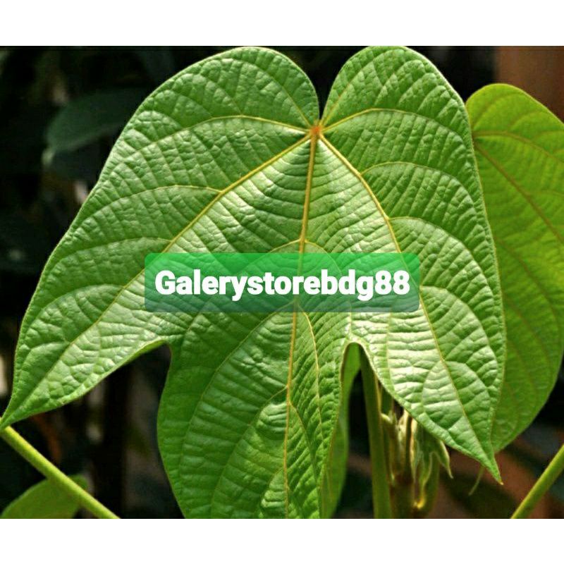 Jual DAUN KLUWEK ATAU DAUN PICUNG SEGAR | Shopee Indonesia