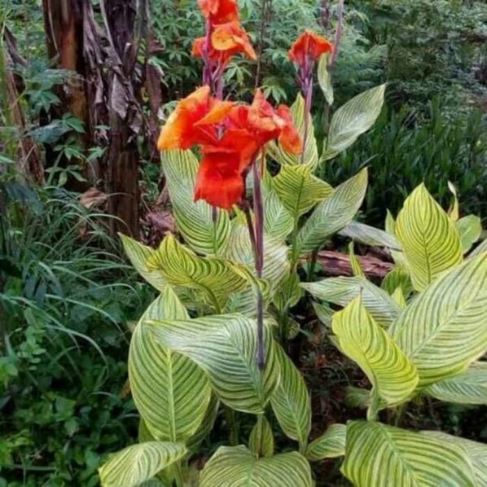 Jual Tanaman bunga kana varigata - Pohon bunga kana varigata | Shopee ...