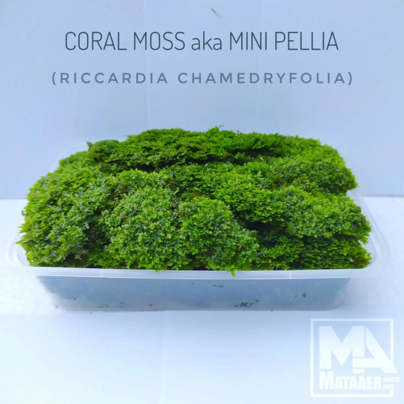 Jual moss ricardia mini porsi thainwall 500ml | Shopee Indonesia
