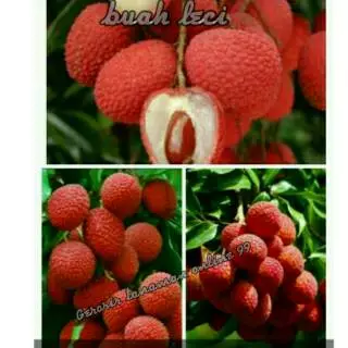 Jual Bibit Pohon Leci Terlengkap & Harga Terbaru Juni 2024 | Shopee ...