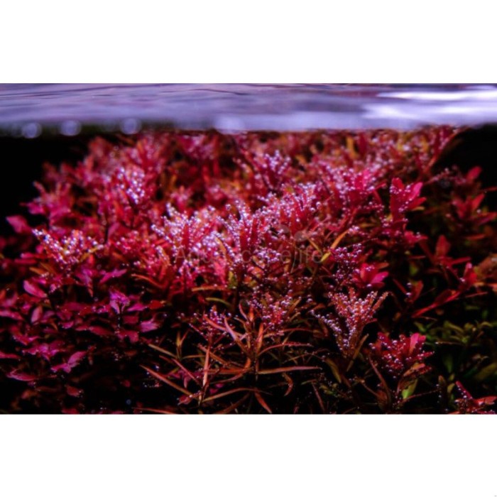Jual Produk Terbaru Gg Paket Stemplant Merah Paket Tanaman Aquascape ...