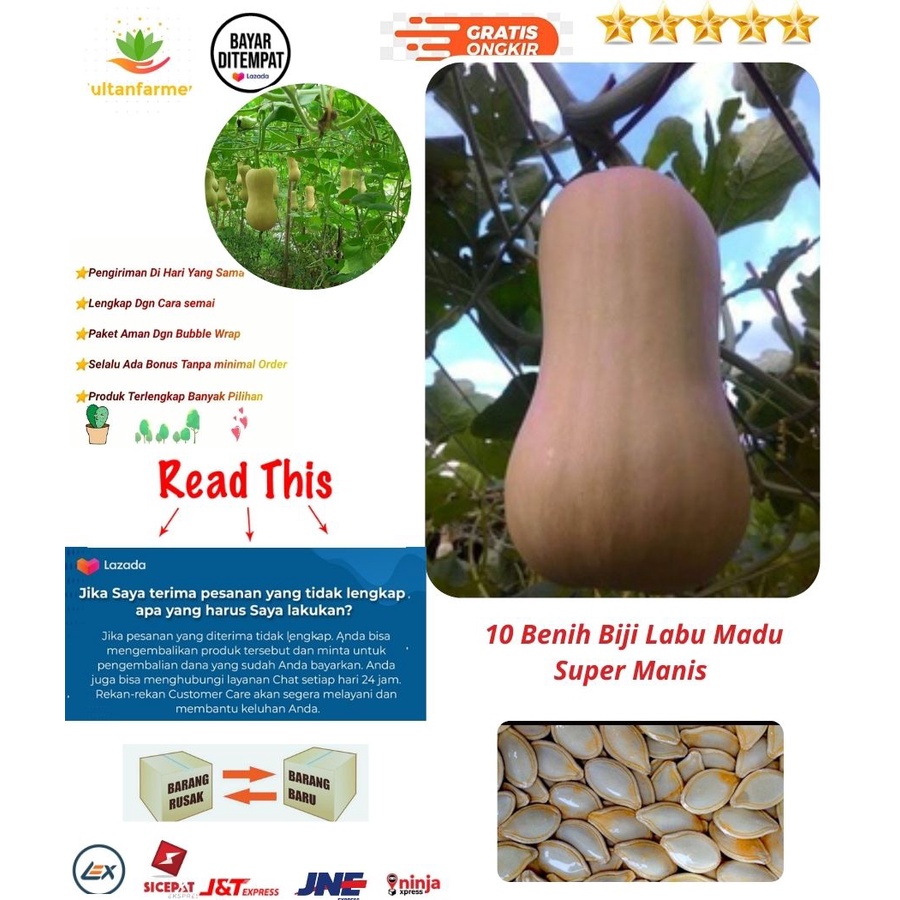 Jual 10 Benih Biji Labu Madu Super Manis | Shopee Indonesia