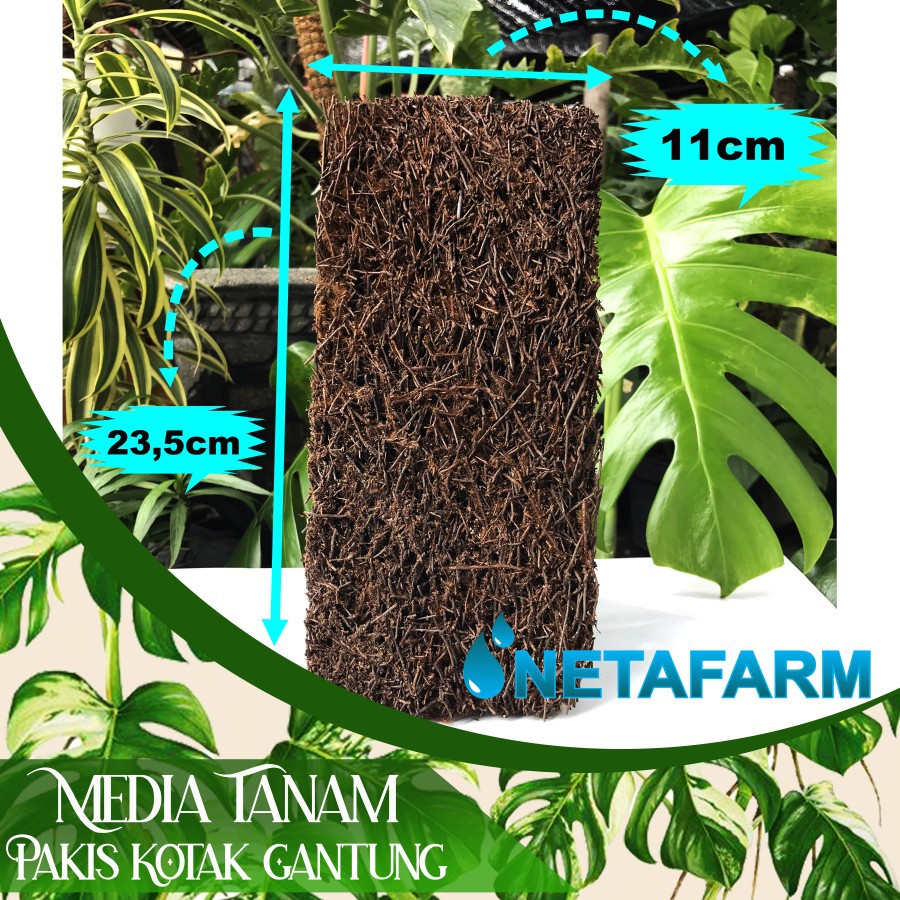 Jual Media Tanam Akar Pakis Kotak + Kawat Gantung - per pcs | Shopee ...