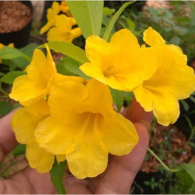 Jual Tanaman hias bunga tekomaria / tanaman bunga tecomaria / tanaman ...