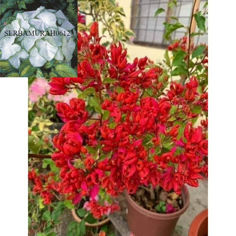 Jual Bunga Bougenville Id Chinese Sleeping Beauty (CSB) Bibit Sambungan ...