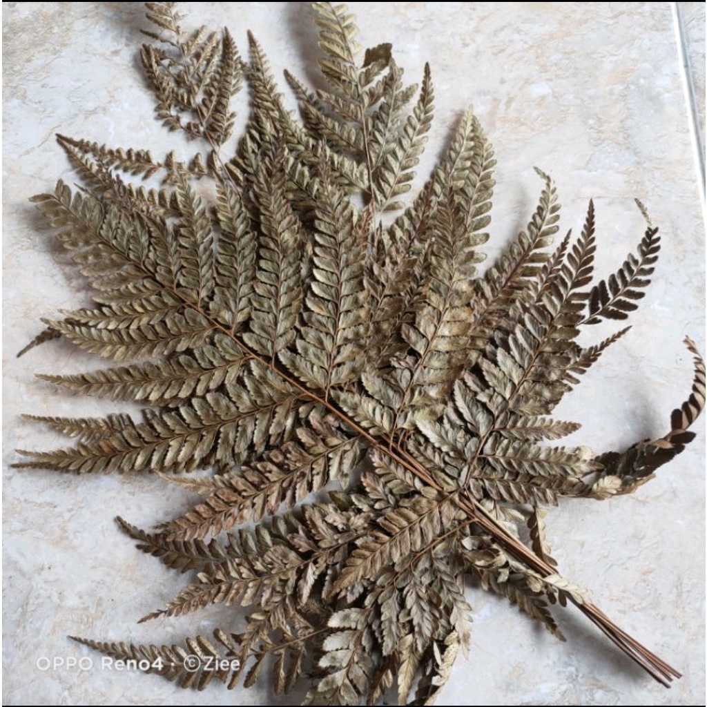 Jual Dried Flower [ DAUN PAKIS ] Kering isi 5_6 tangkai | Shopee Indonesia