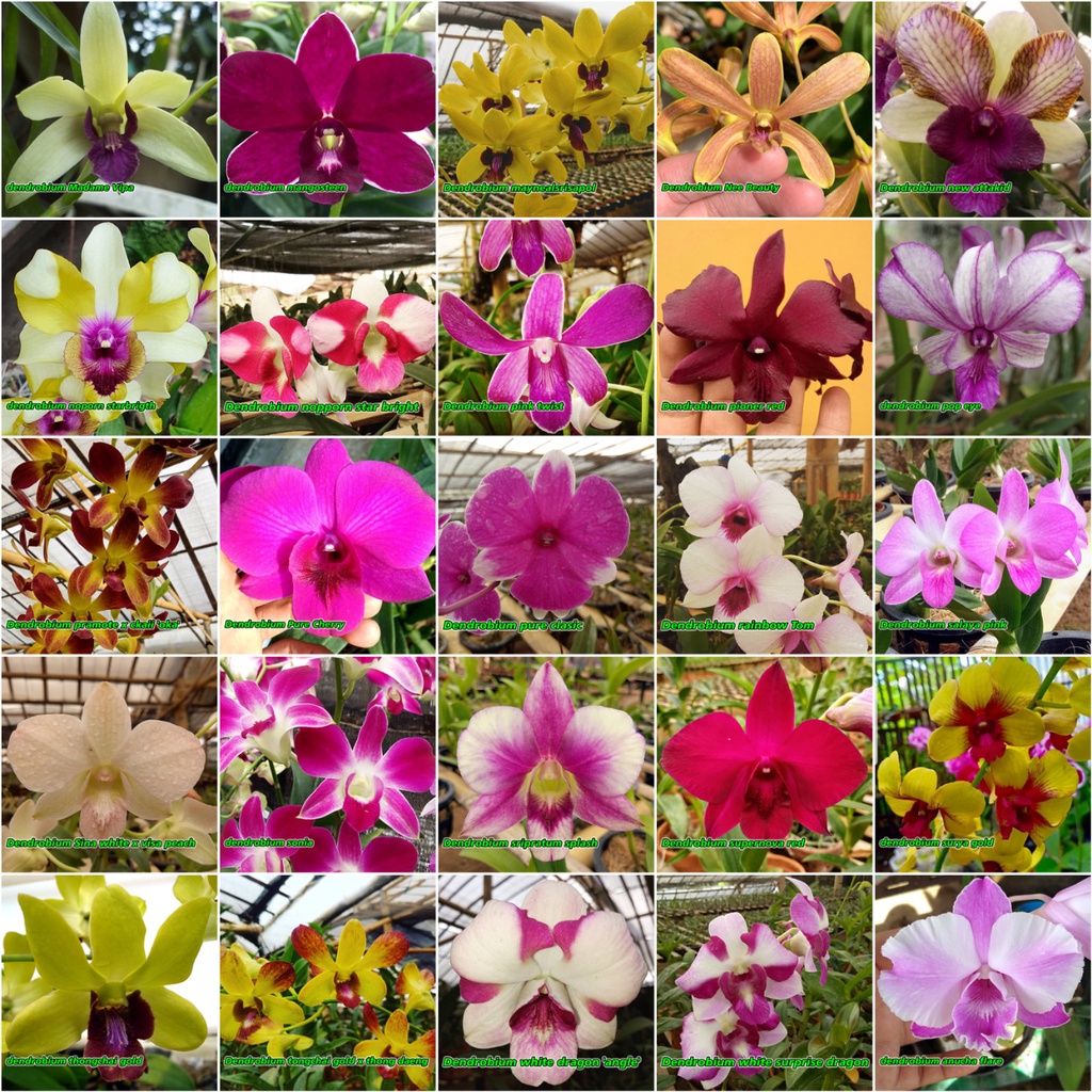 Jual Anggrek Dendrobium Seedling/Bunga Hias Anggrek/Tanaman Hidup ...