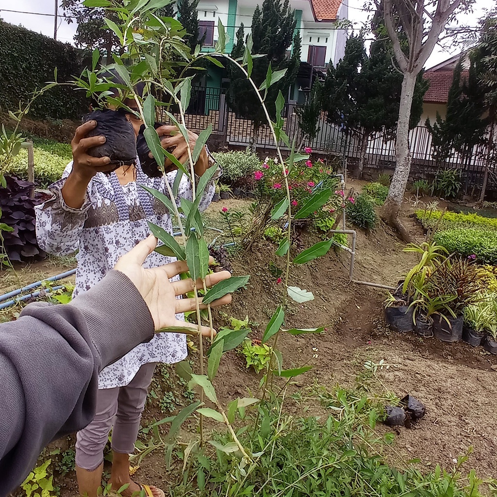 Jual Tanaman Lee Kwan Yew / Bibit Lee Kwan Yew / Tanaman Menjuntai / Li ...