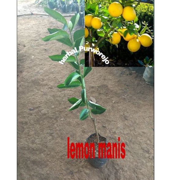 Jual (COD) BIBIT JERUK LEMON MANIS OKULASI 80CM | Shopee Indonesia